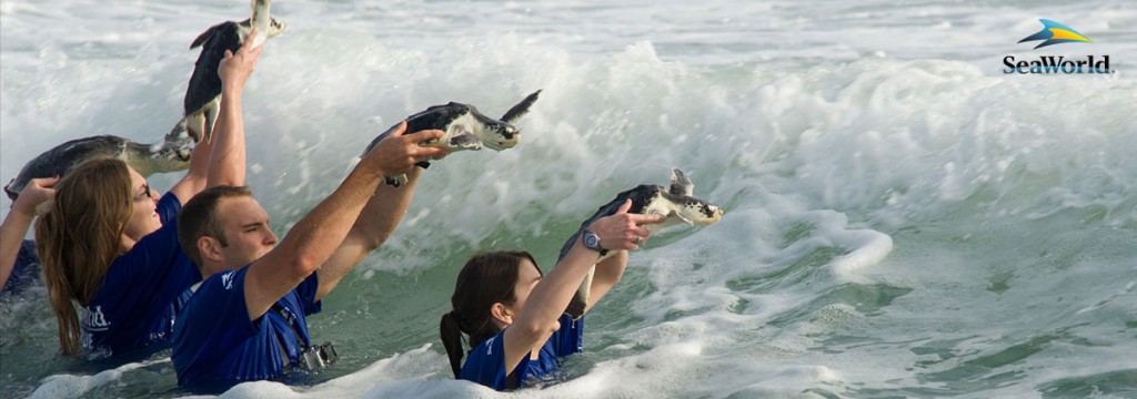 SeaWorld parks to celebrate World Oceans Day on June 8 - News with Attitude