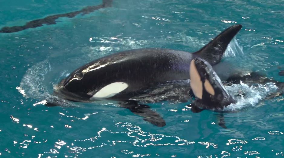 Congratulations BIG Mama! SeaWorld welcomes last killer baby whale ...